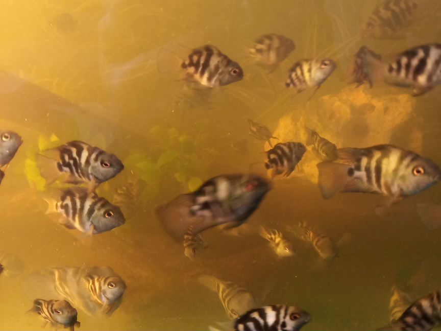 Аквариумные рыбки