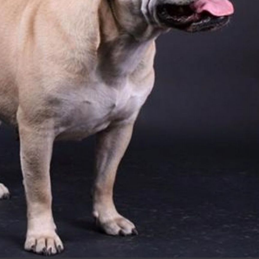 Майорский мастиф (кадебо)