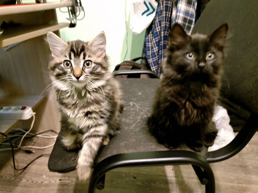 Сибирские котята