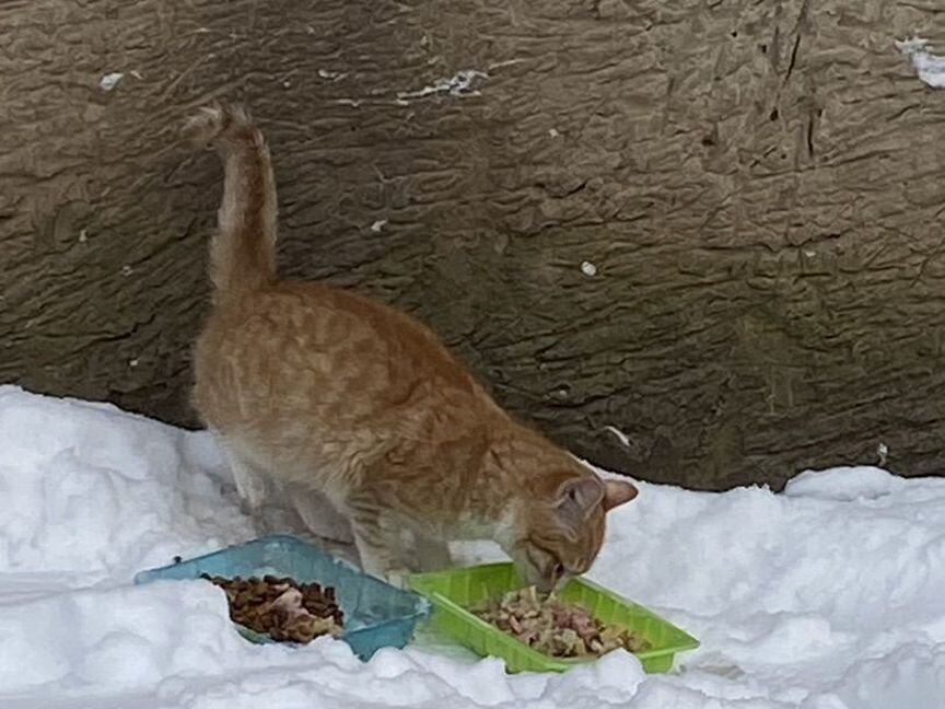 Рыжий котенок в добрые руки бесплатно