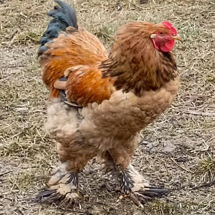 Продам петуха