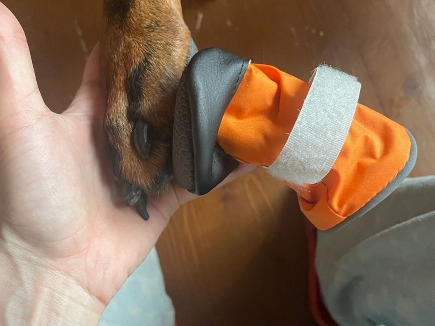 Продам ботинки для собак