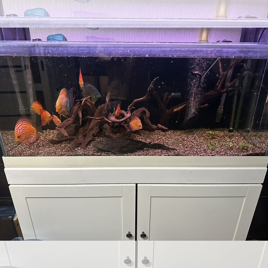 Аквариум 290 литров с дискусами