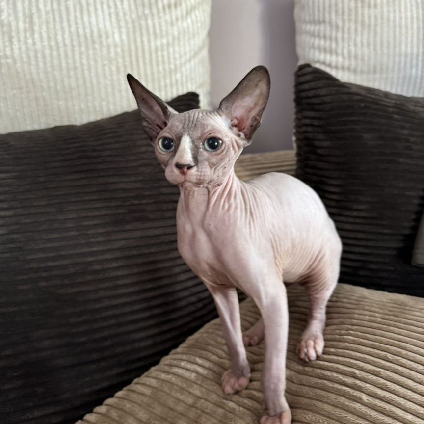 Девочка Лия