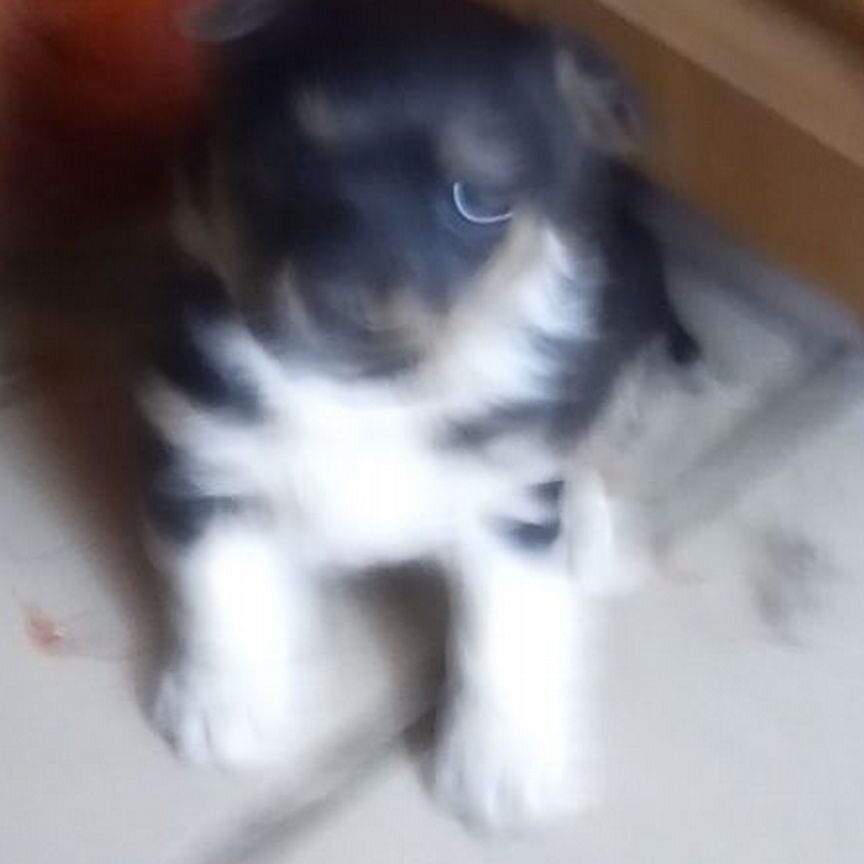 Короткошёрстный колли, щенок