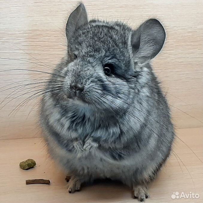 Шиншилла ангора