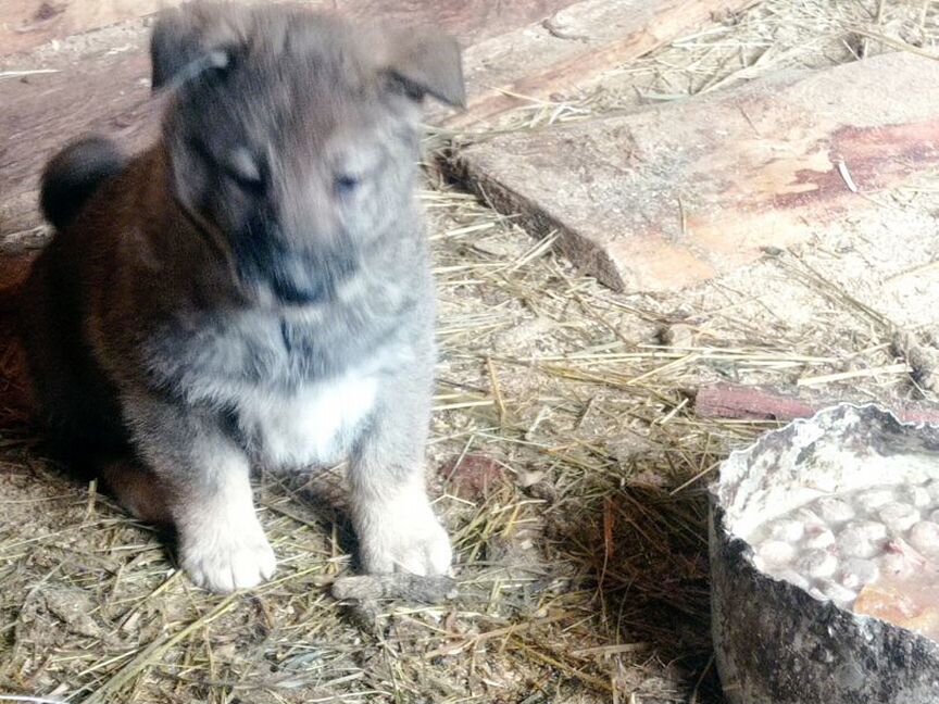 Щенок Западно сибирской лайки