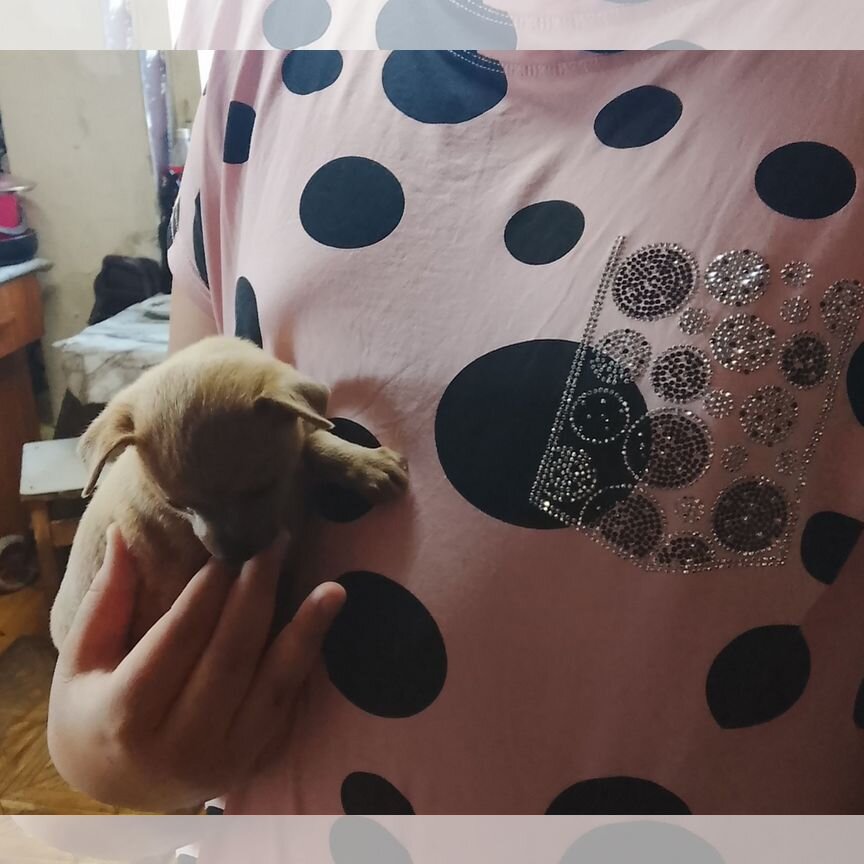 Русский той-терьер, щенок