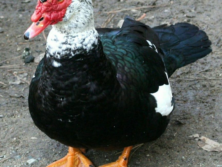 Мускусные утки индоутки индоутята