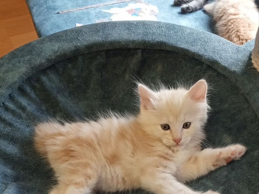 Котята курильский бобтейл