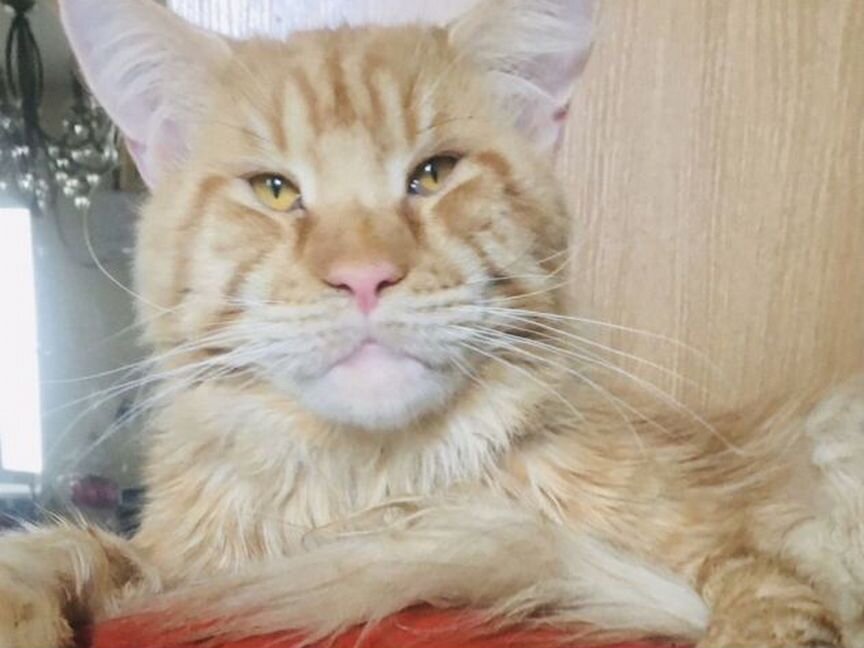 Мейн-кун полидакт вязка