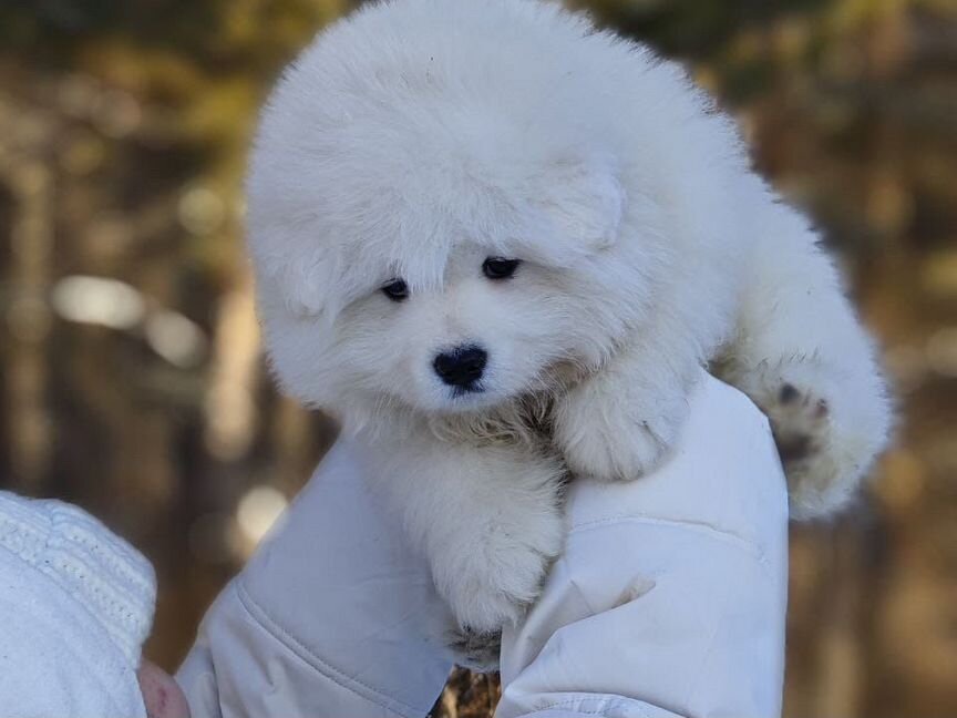 Малыш самоеда