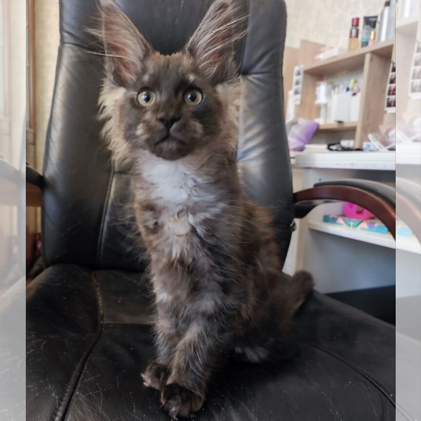 Мейн-кун котёнок