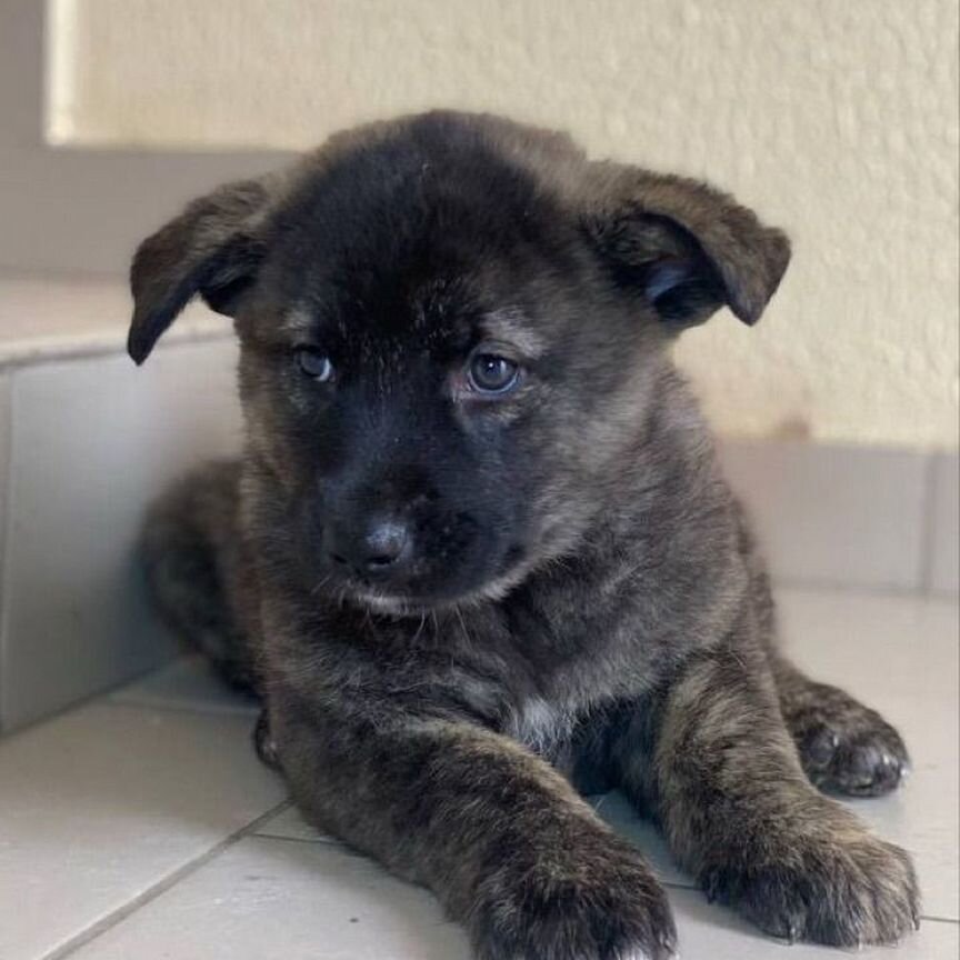 Щенок мальчик в добрые руки