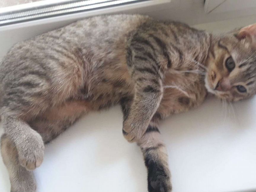 Котенок мальчик тигренок в добрые руки