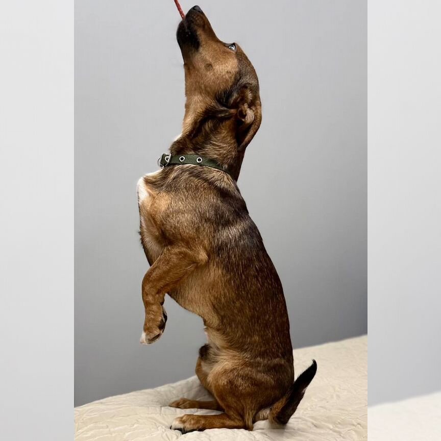 Щенок в добрые руки