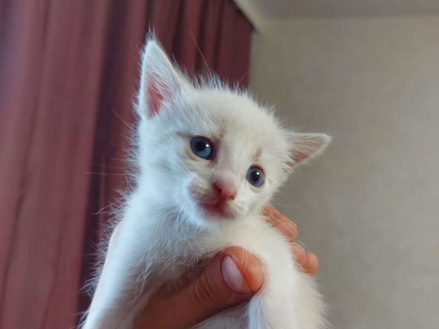 Котята-ребятята