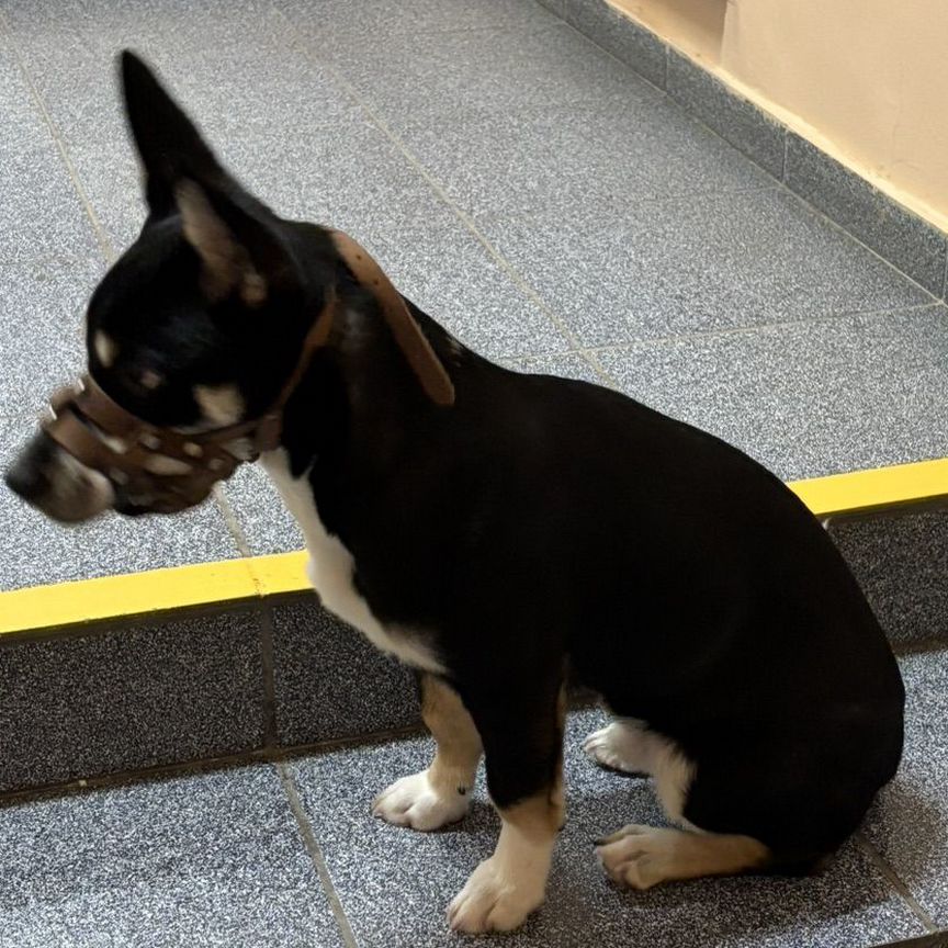 Такса, щенок