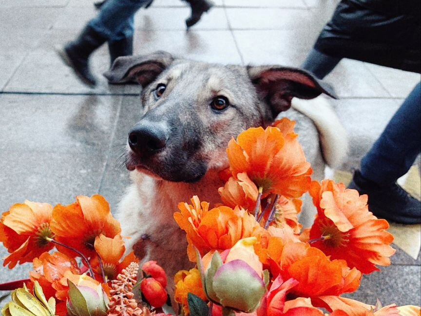 Щенок растёт на передержке в добрые руки
