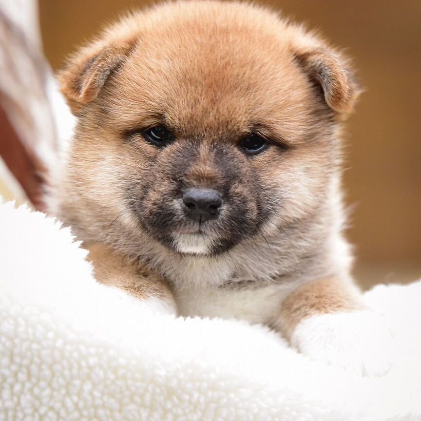 Щенки сиба шиба ину мальчик