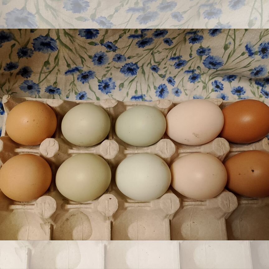 Инкубационного яйцо