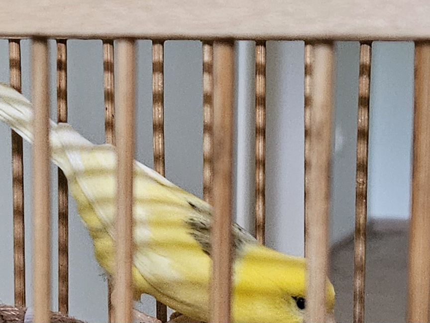 Продам самочку канарейки