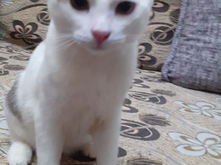 Котик Елисей в добрые руки