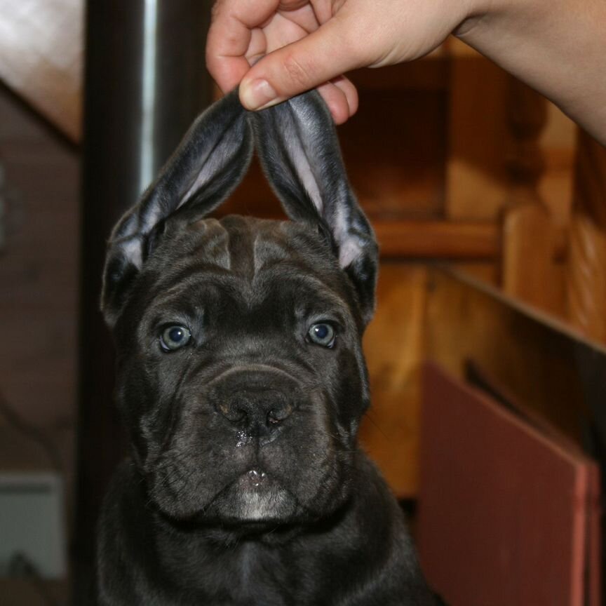 Щенки кане корсо