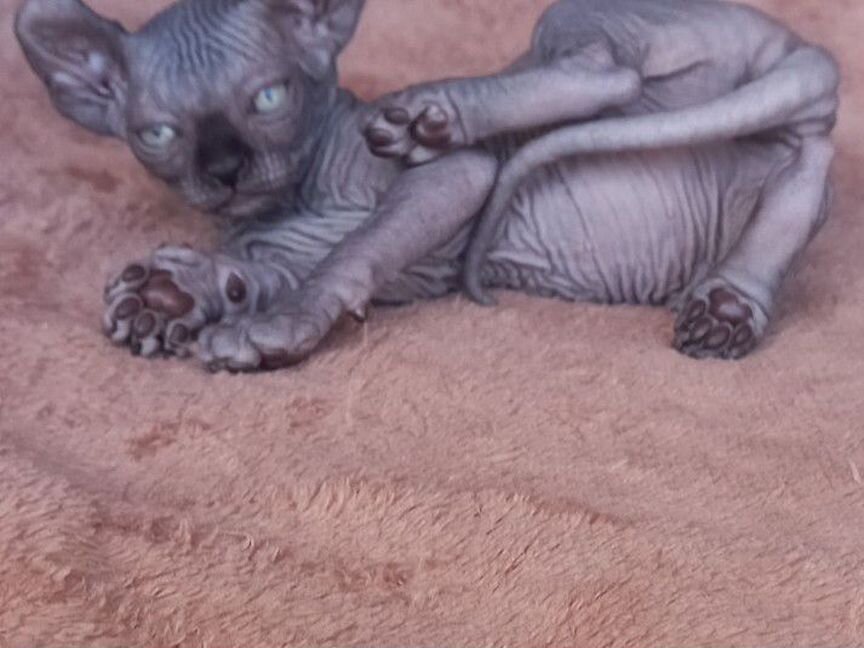 Канадский сфинкс эльф мальчик