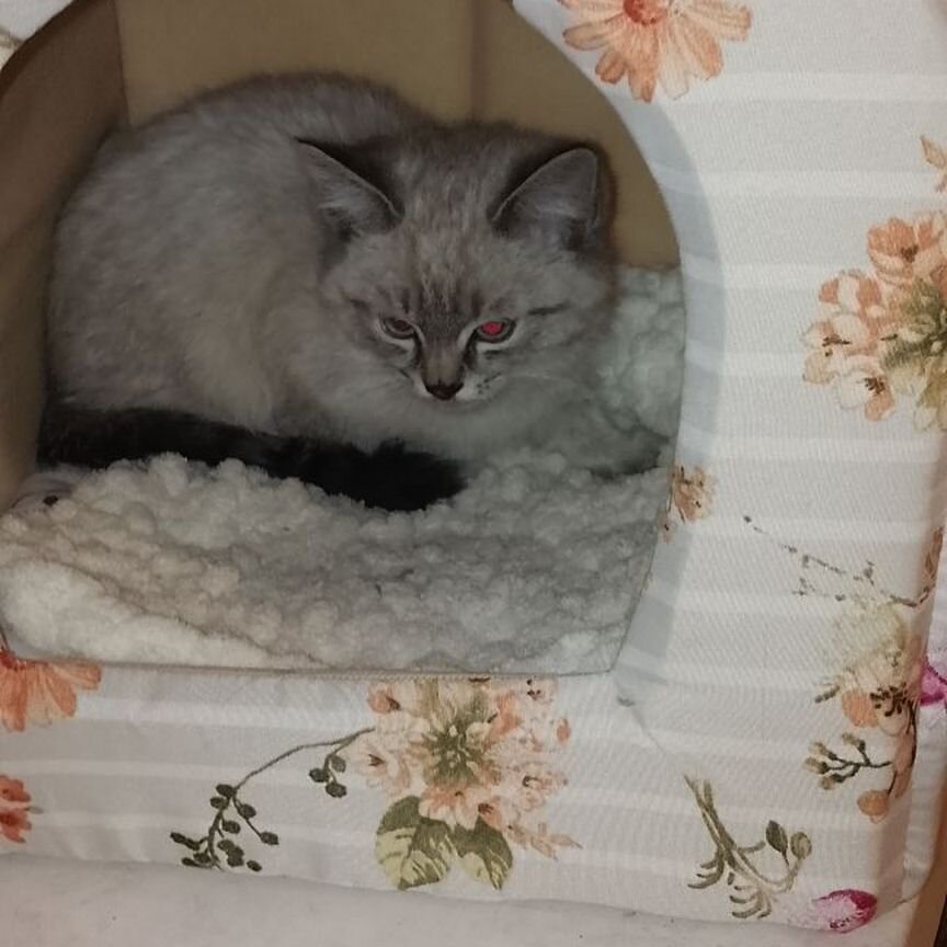 Котик бесплатно в добрые руки