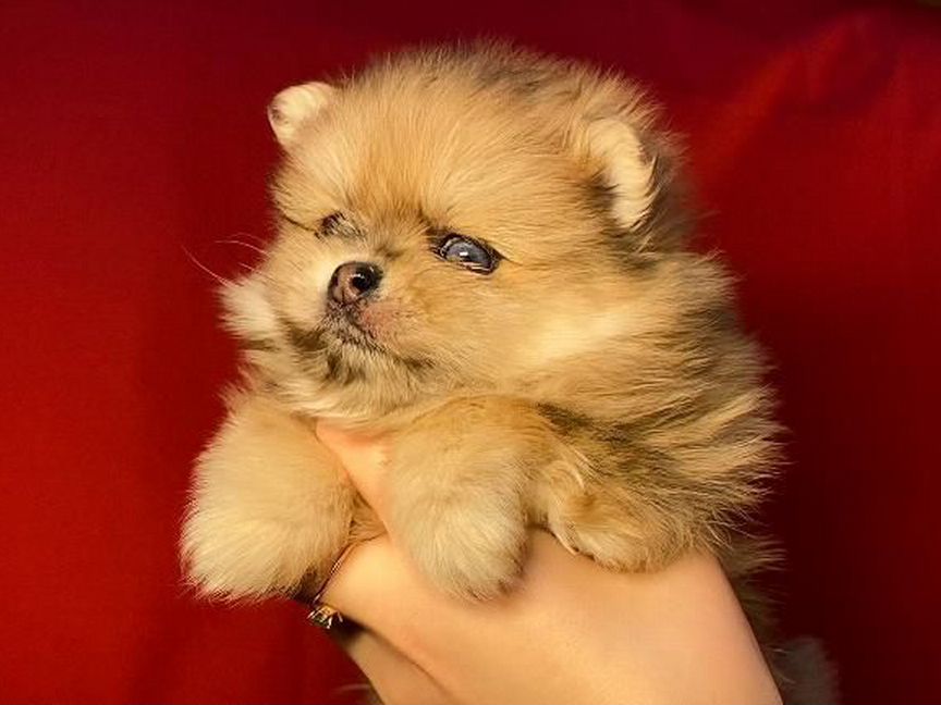 Щенки померанского шпица