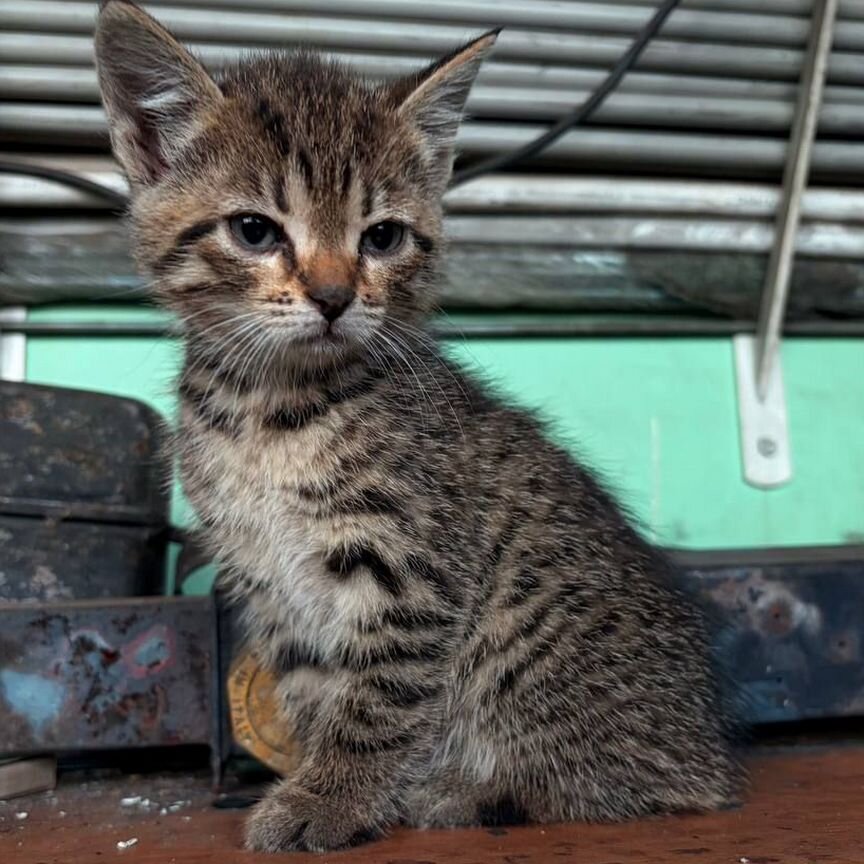 Котёнок в добрые руки