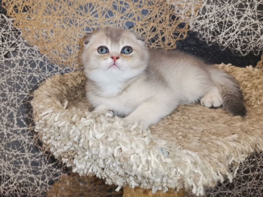 Шотландские котята