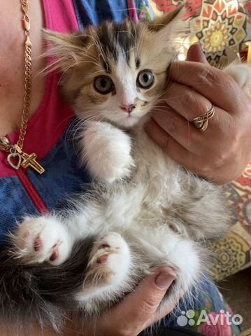 Шатланские котята