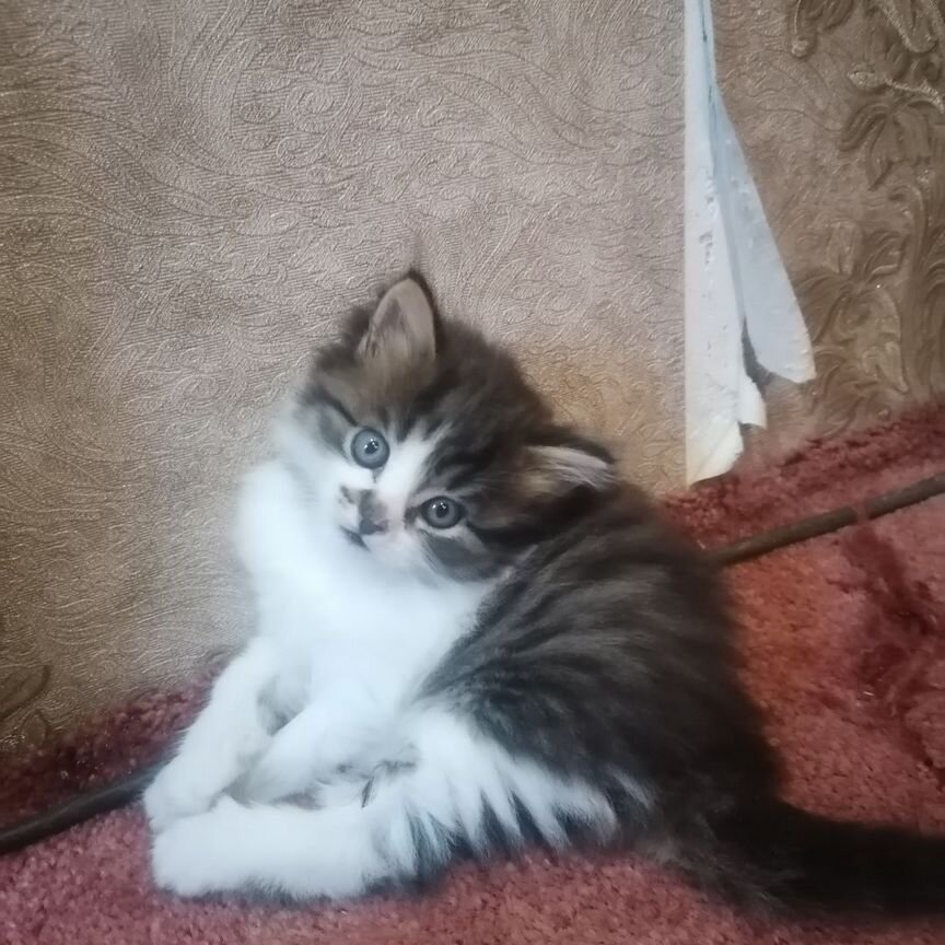 Котята