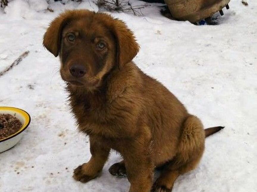 Щенок мальчик 2.5 мес