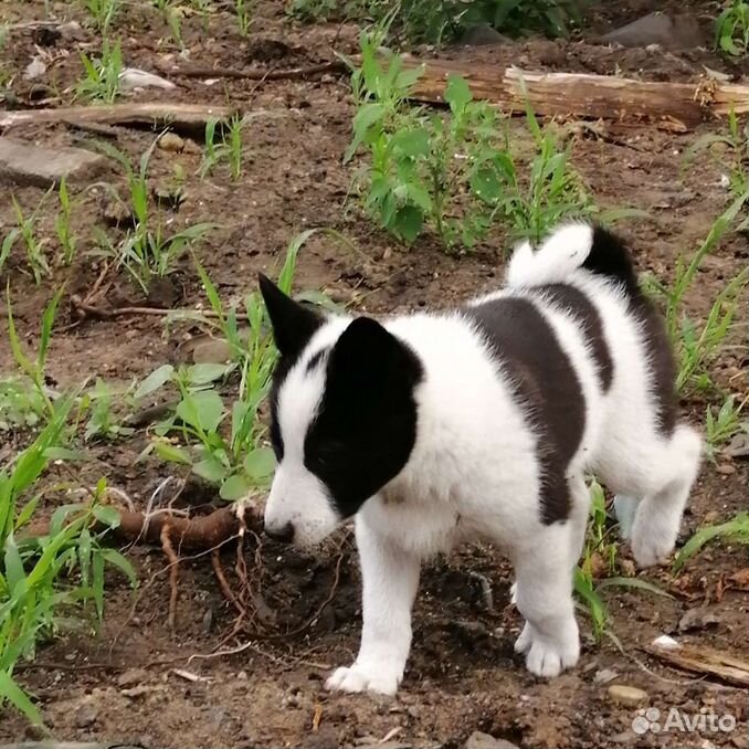 Русско европейская лайка