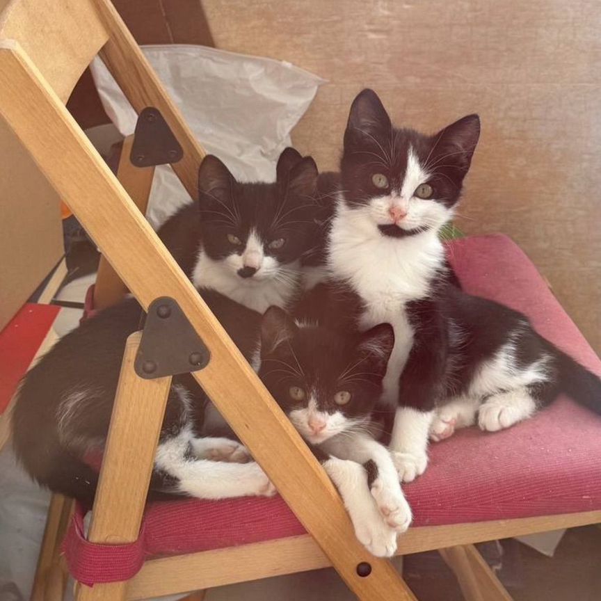 Котята в добрые руки