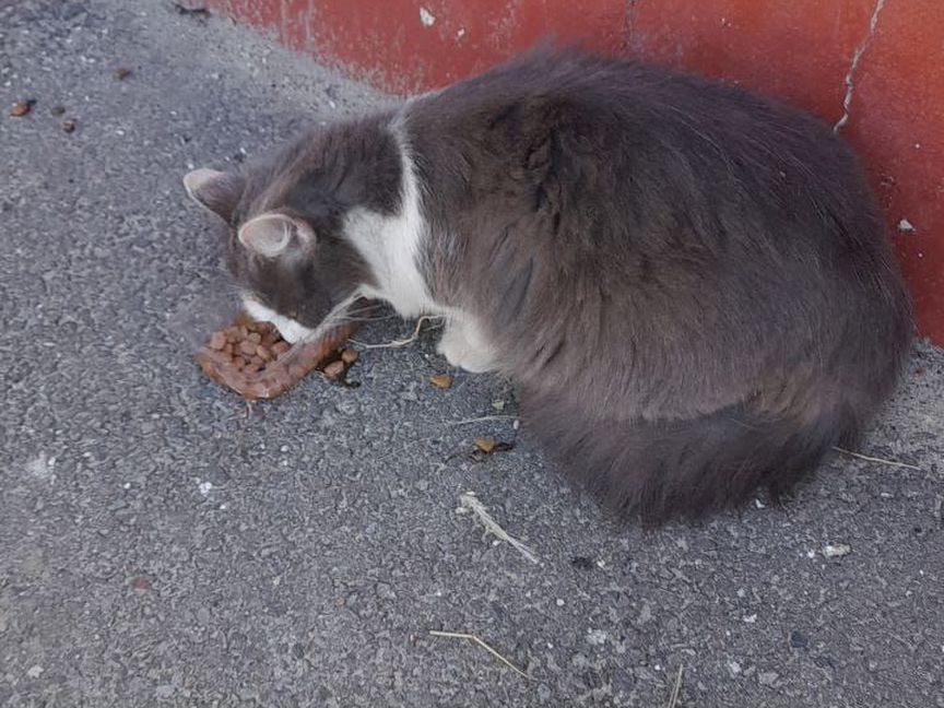 Беременная кошка на улице нужна помощь