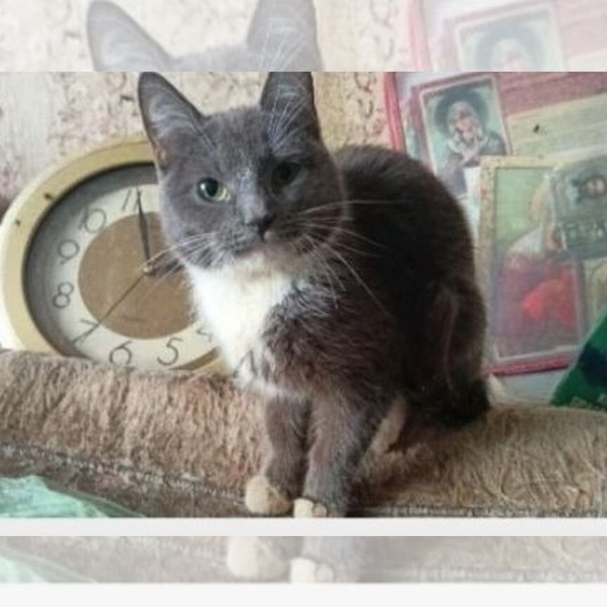 Ласковая кошечка в добрые руки