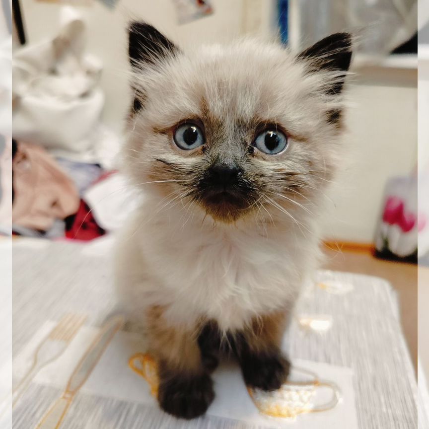 Сиамский котёнок