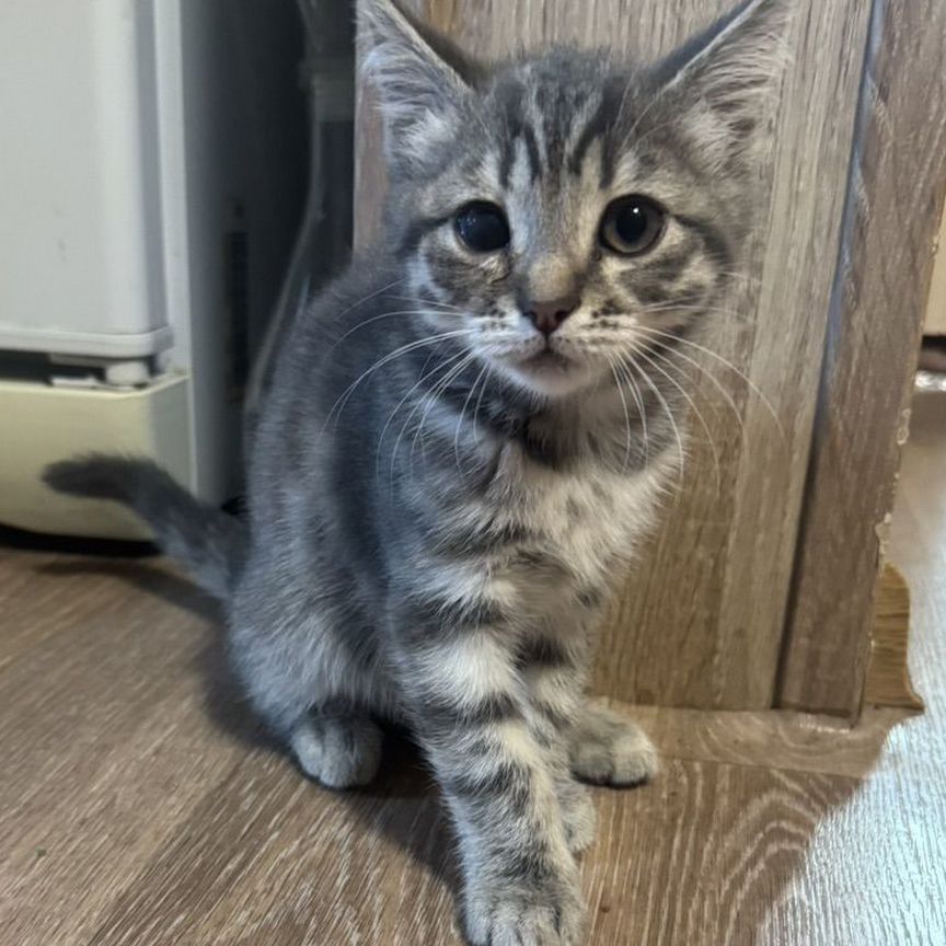 Котенок