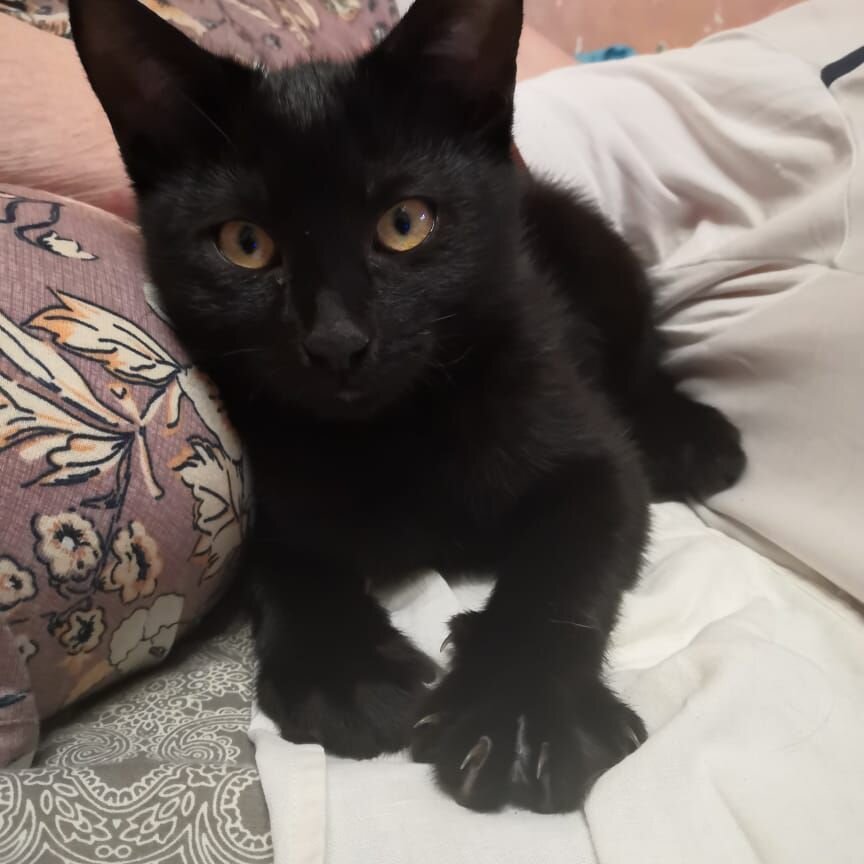 Котенок черныш