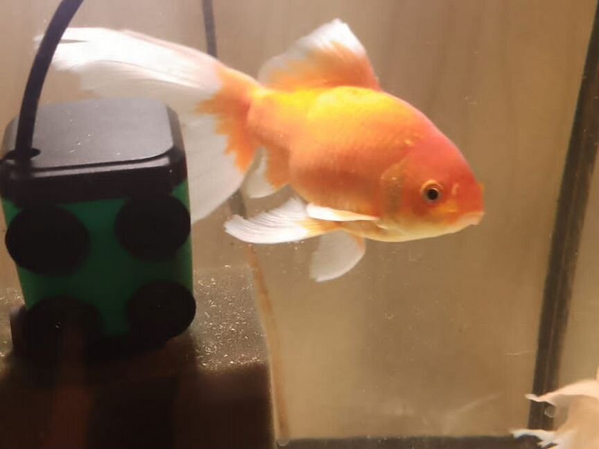 Золотые рыбки в хорошие руки