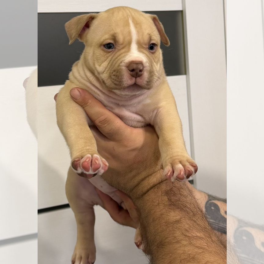 Американский булли, щенок