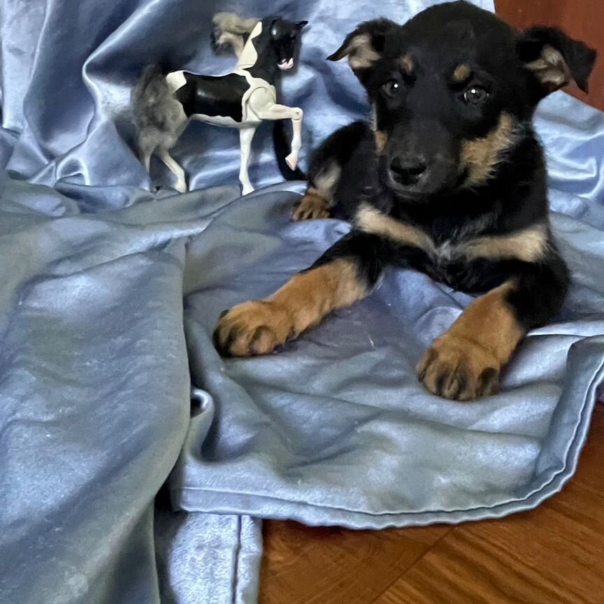 Щенок в добрые руки