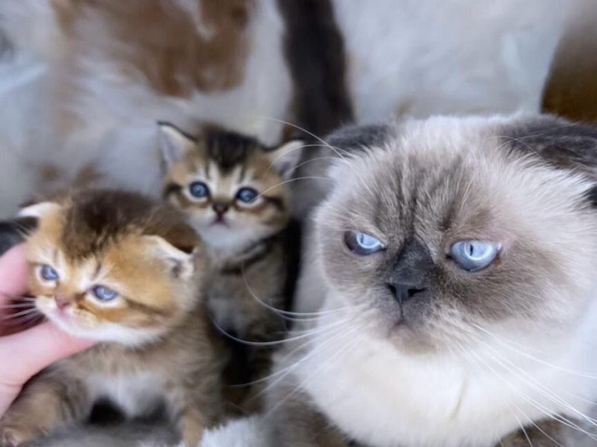 Плюшевые тигрята