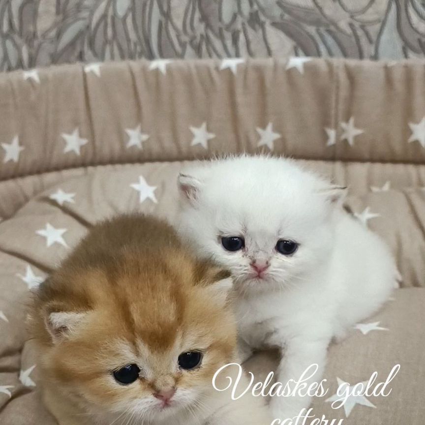 Котята - шиншиллята