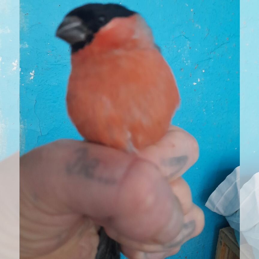 Сгегири самец и самка