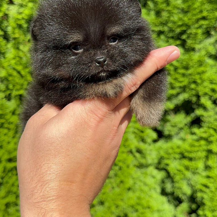 Шпиц померанский девочка